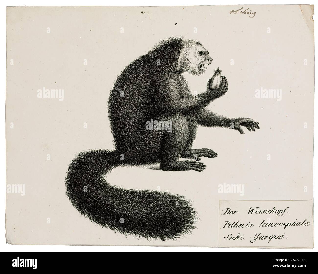 Bearded sakis hi-res stock photography and images - Alamy