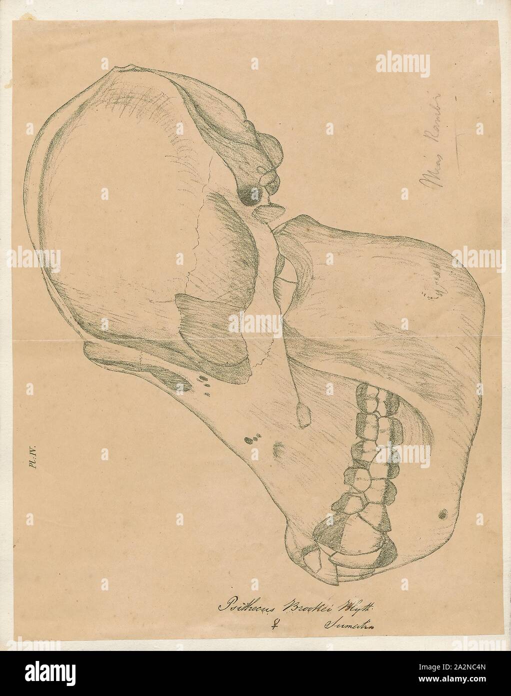 Pithecus brookei hi-res stock photography and images - Alamy