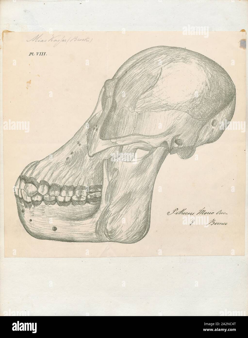 Pithecus hi-res stock photography and images - Alamy