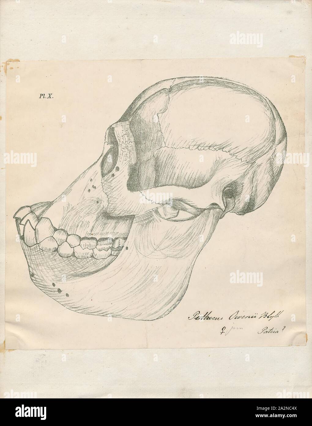 Owenii hi-res stock photography and images - Alamy