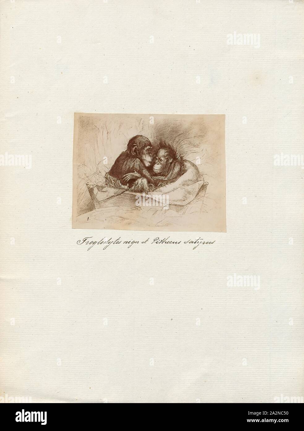 Pithecus satyrus hi-res stock photography and images - Alamy