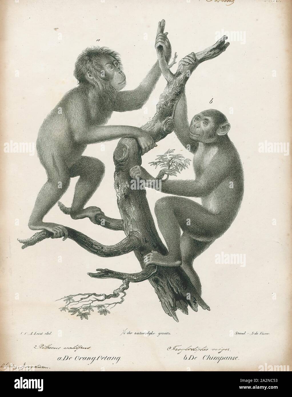 Pithecus satyrus hi-res stock photography and images - Alamy