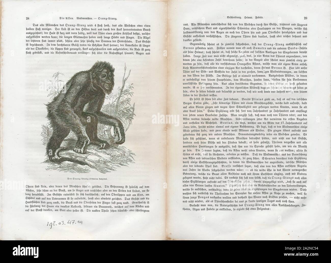 Satyrus hi-res stock photography and images - Alamy