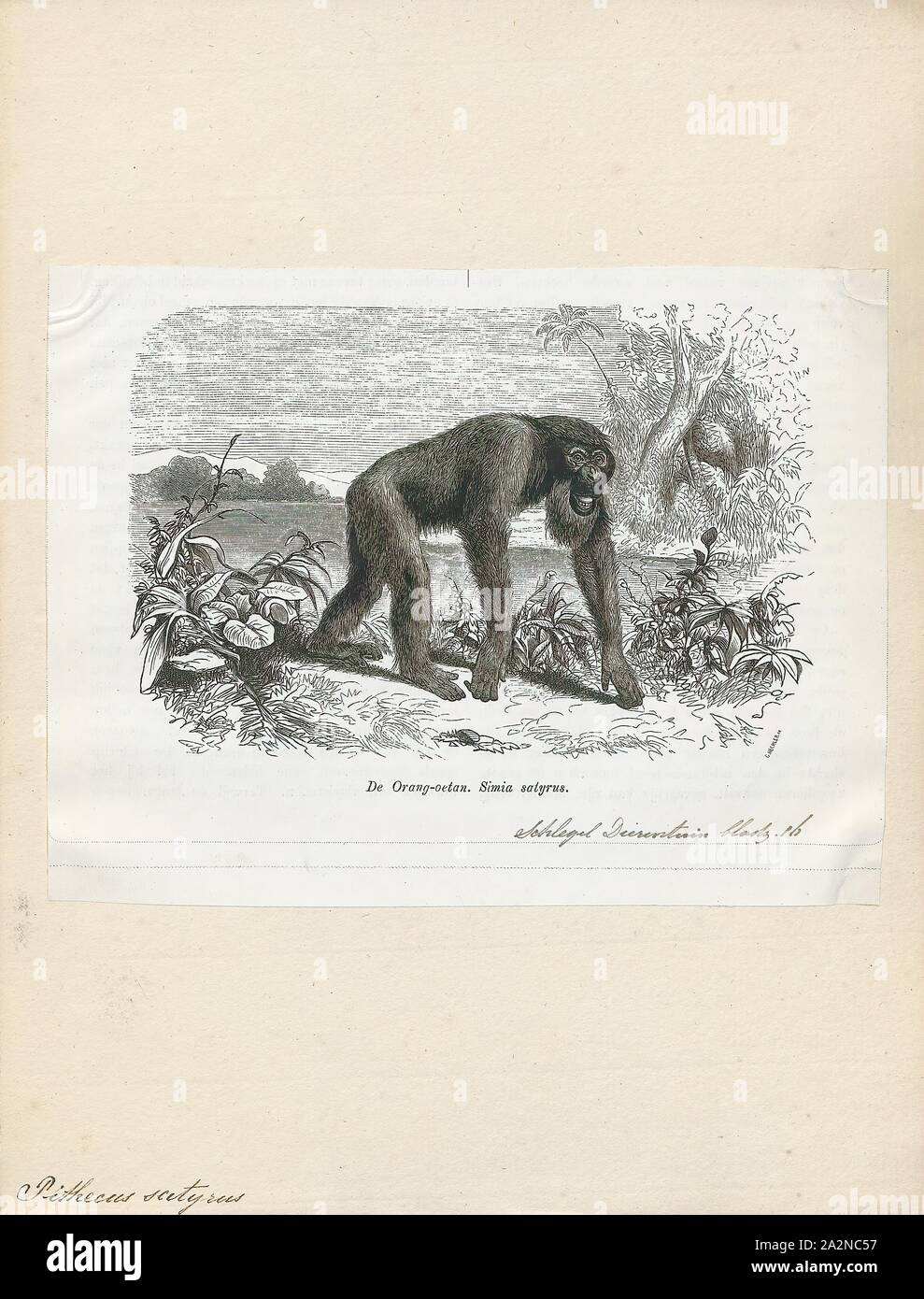 Pithecus satyrus hi-res stock photography and images - Alamy