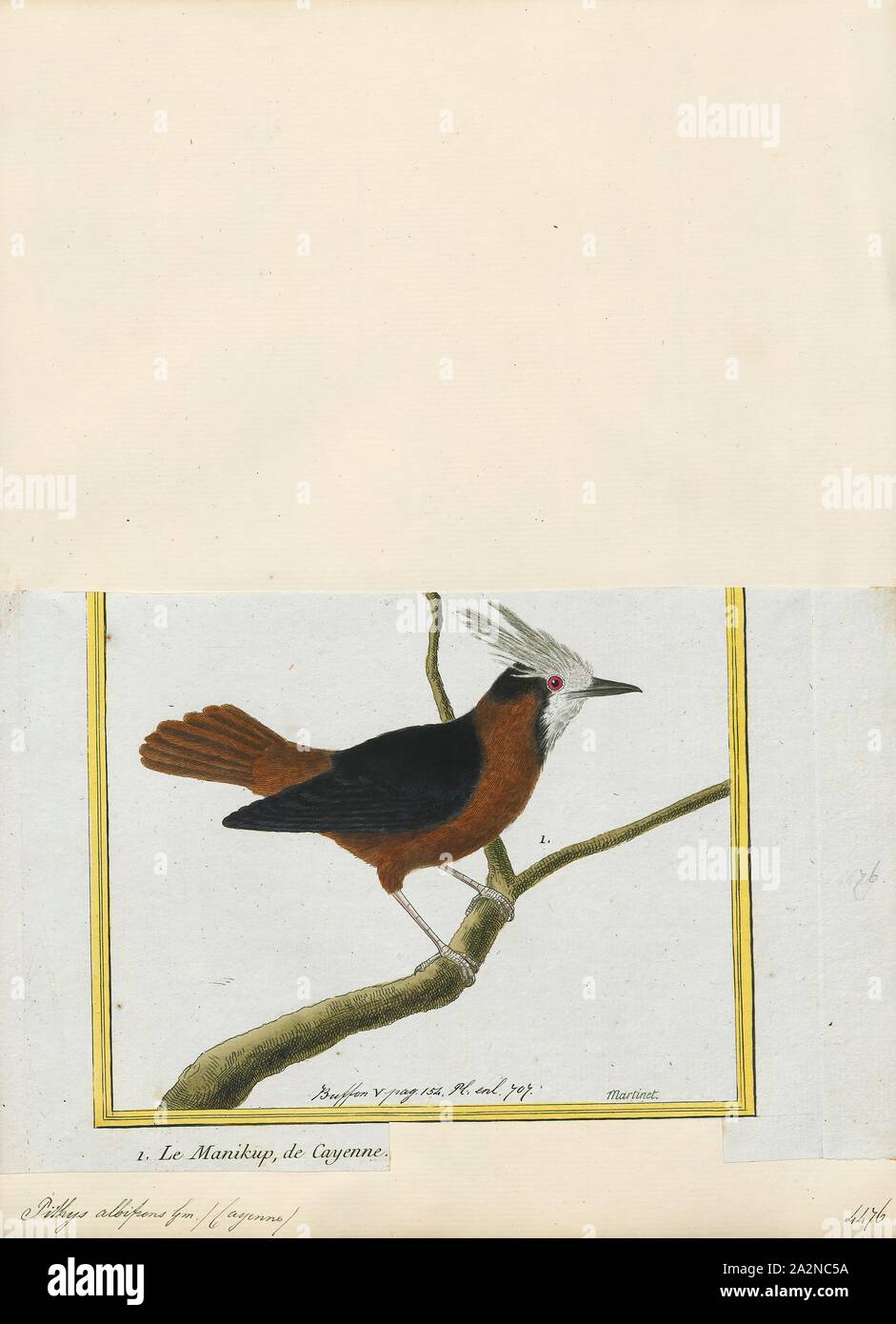 Ant species hi-res stock photography and images - Alamy