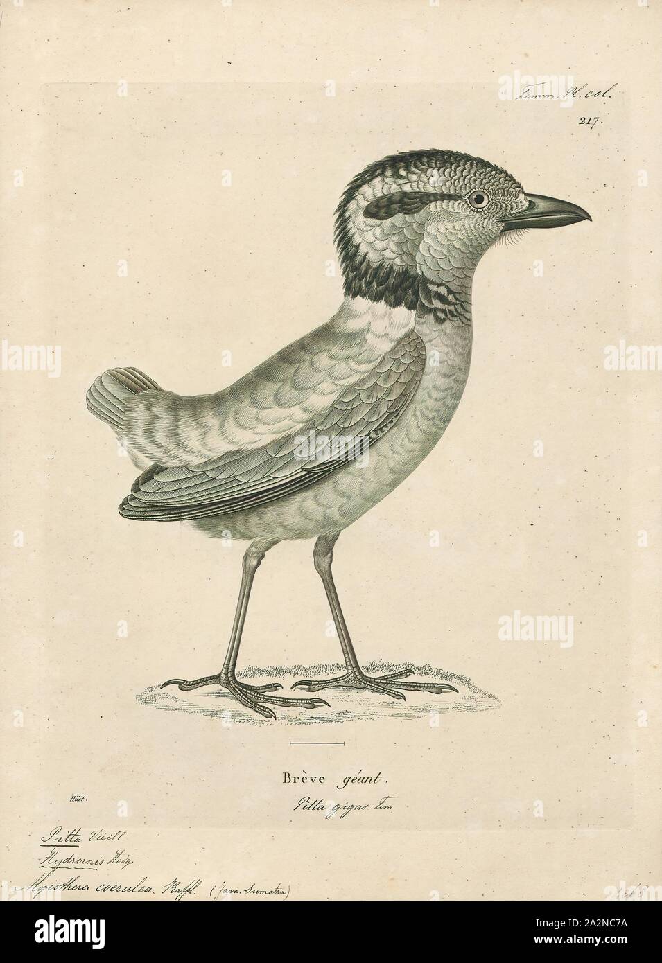 Pitta caerulea, Print, The giant pitta (Hydrornis caeruleus) is a ...