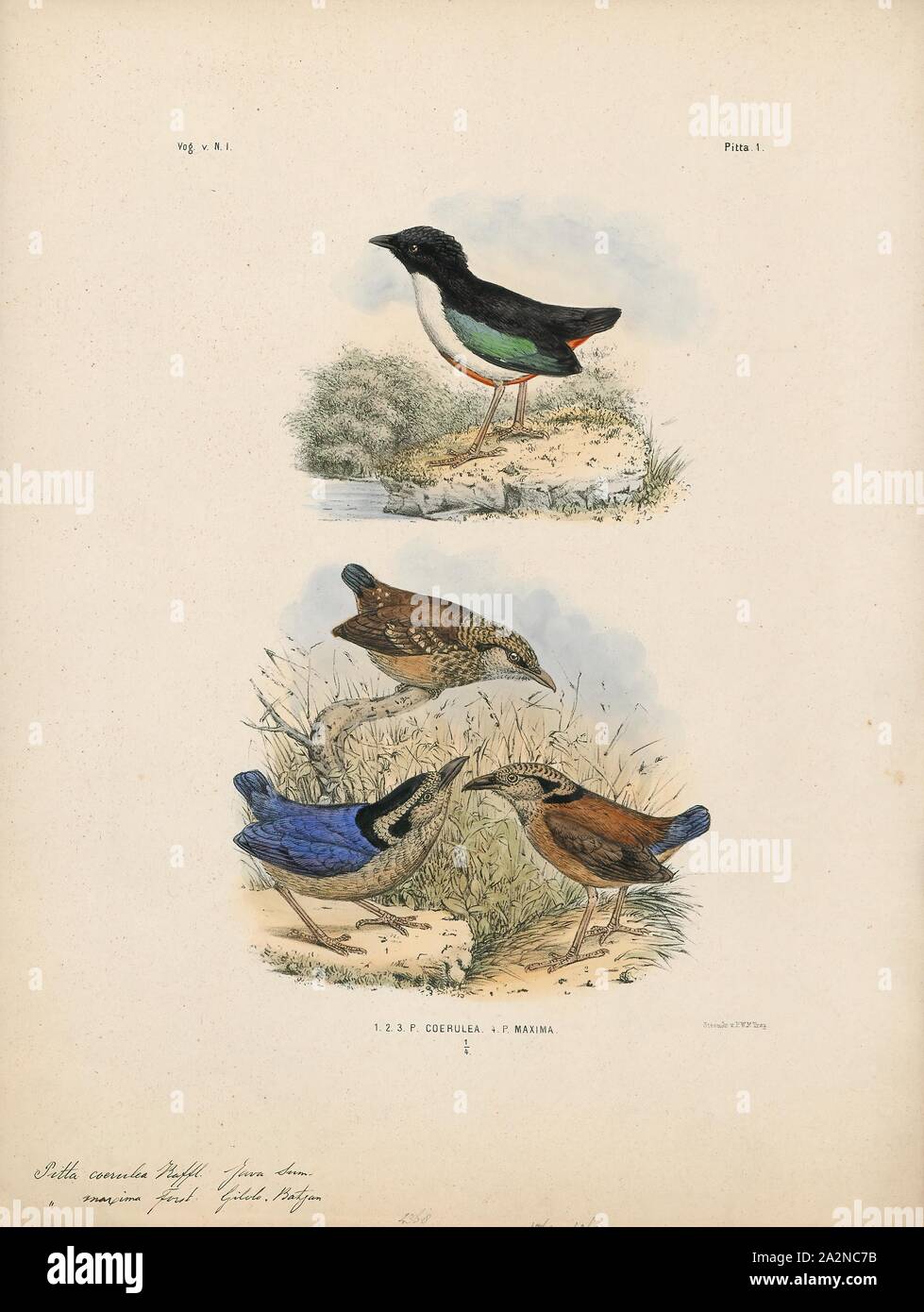 Pitta caerulea, Print, The giant pitta (Hydrornis caeruleus) is a ...