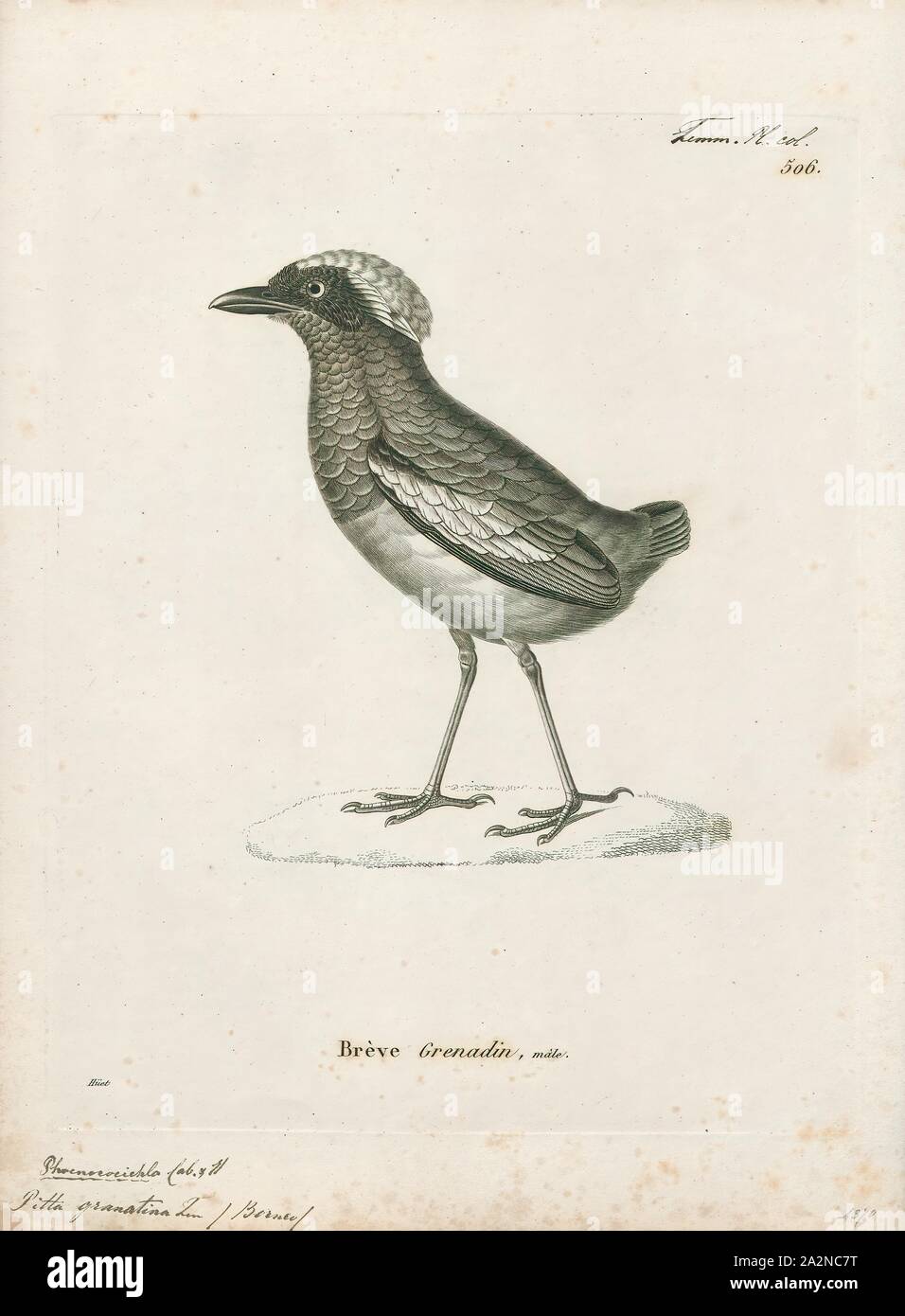 Pitta granatina, Print, The garnet pitta (Erythropitta granatina) is a ...