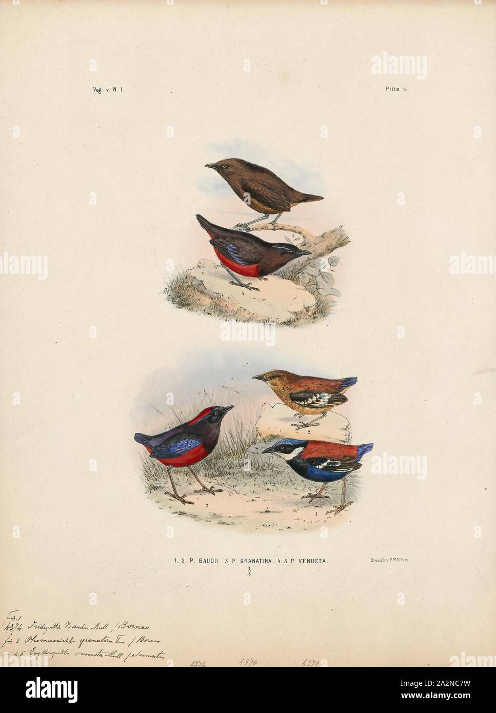 Pitta granatina, Print, The garnet pitta (Erythropitta granatina) is a ...