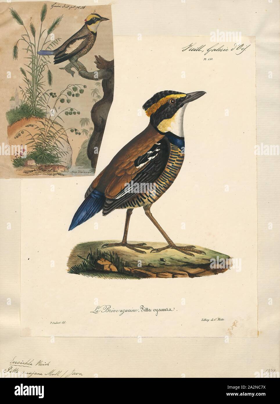 Malayan banded pittas hi-res stock photography and images - Alamy