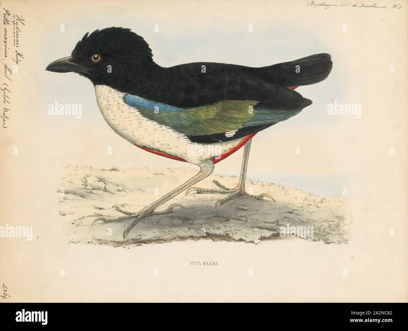 Pitta maxima, Print, The ivory-breasted pitta (Pitta maxima) is a ...