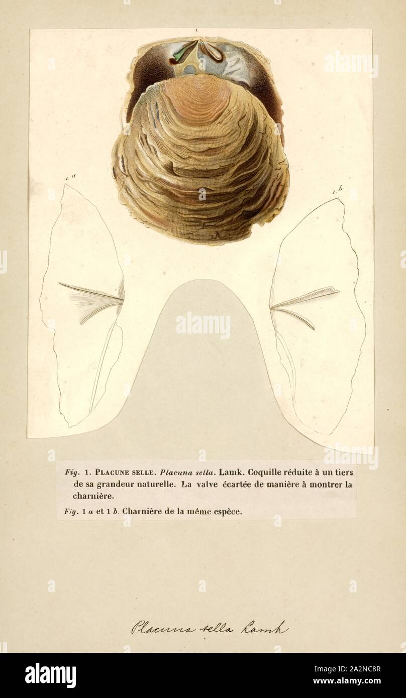 Kapis hi-res stock photography and images - Alamy