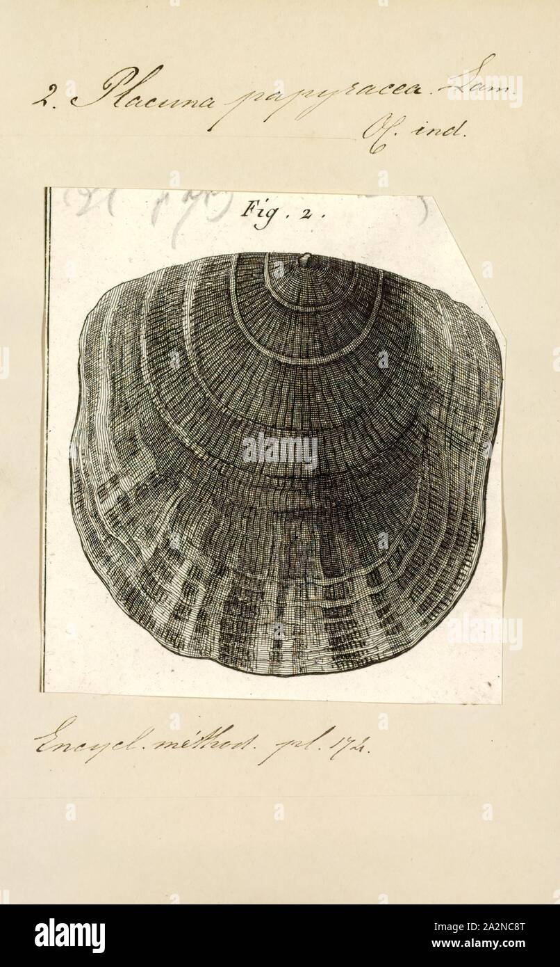 Placuna papyracea, Print, Placunidae, also known as windowpane oysters ...