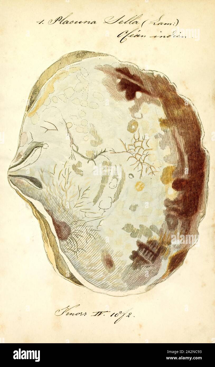 Placuna sella, Print, Placunidae, also known as windowpane oysters ...