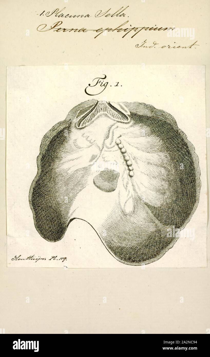 Placuna sella, Print, Placunidae, also known as windowpane oysters ...