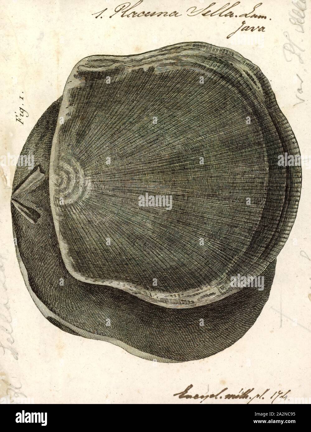 Placuna sella, Print, Placunidae, also known as windowpane oysters ...