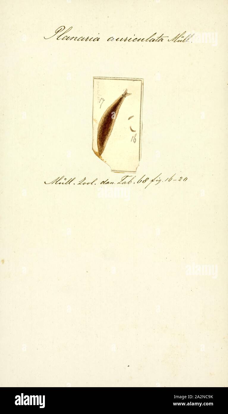 Planaria auriculata hi-res stock photography and images - Alamy