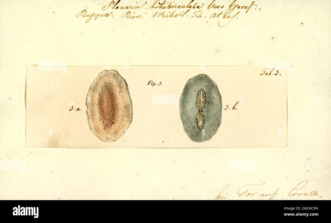 Planaria bituberculata hi-res stock photography and images - Alamy