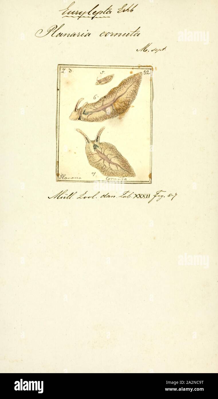 Planaria cornuta hi-res stock photography and images - Alamy