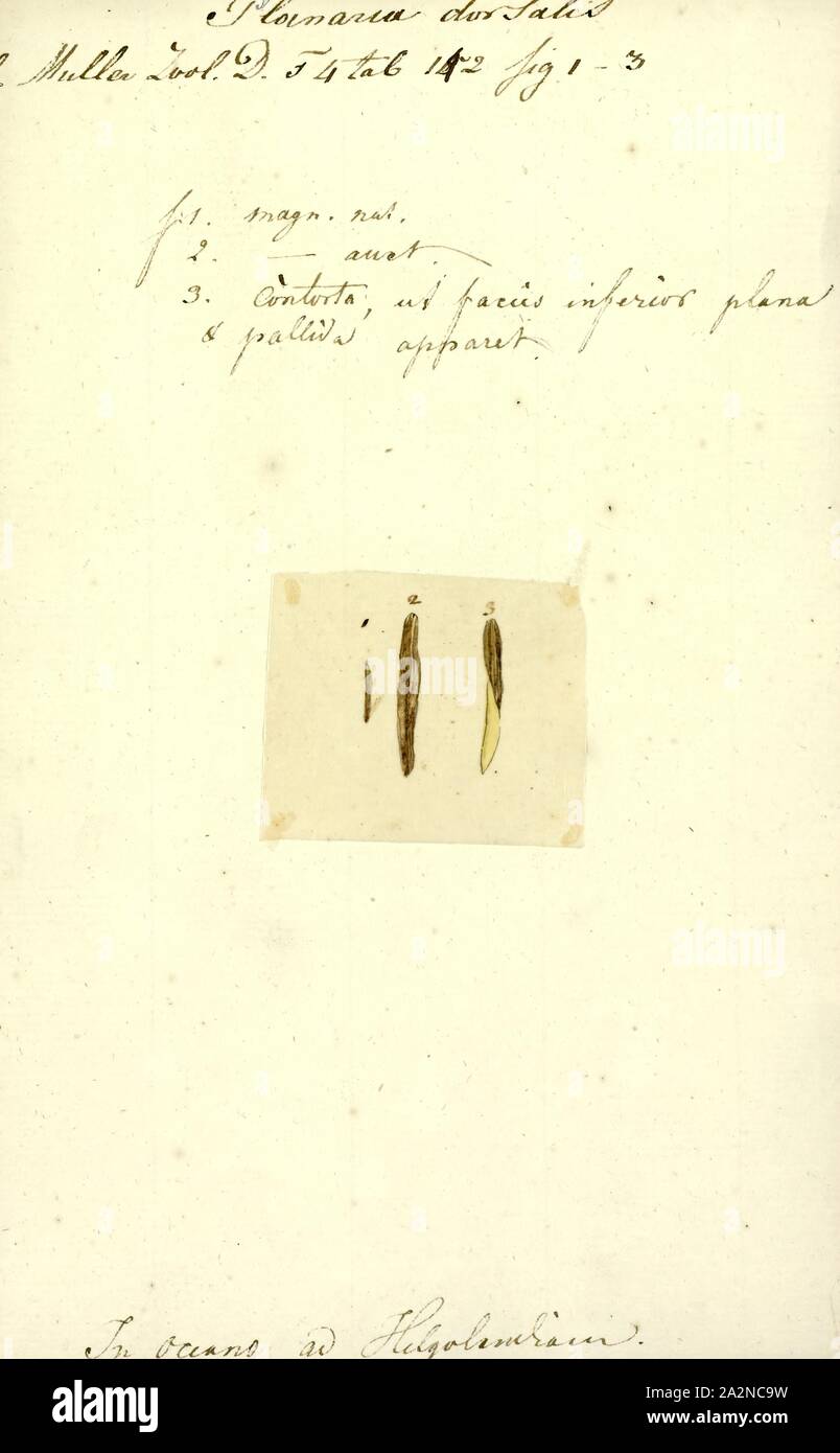 Planaria dorsalis hi-res stock photography and images - Alamy