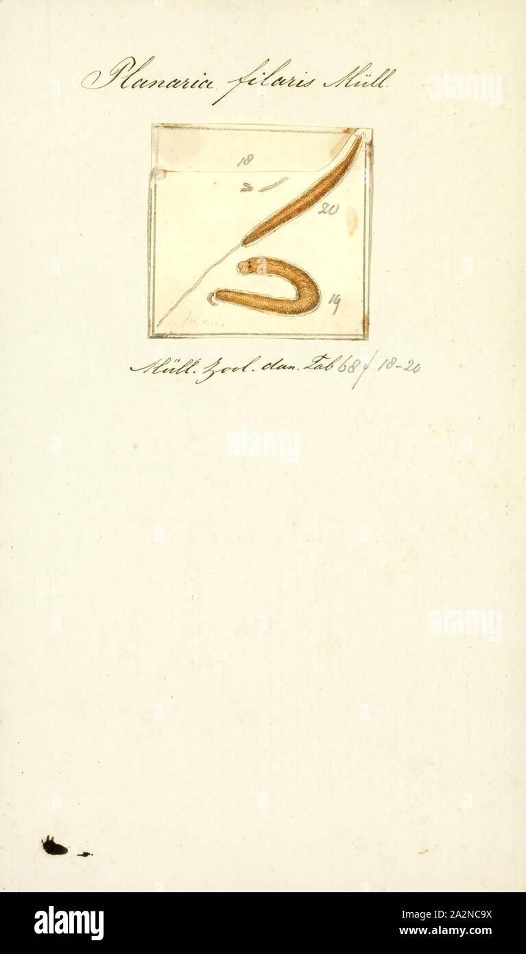 Planaria filaris hi-res stock photography and images - Alamy