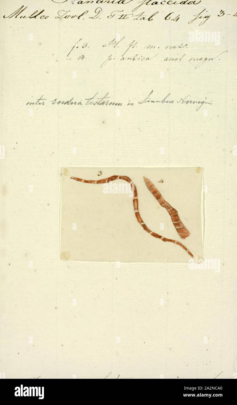 Planaria flaccida hi-res stock photography and images - Alamy