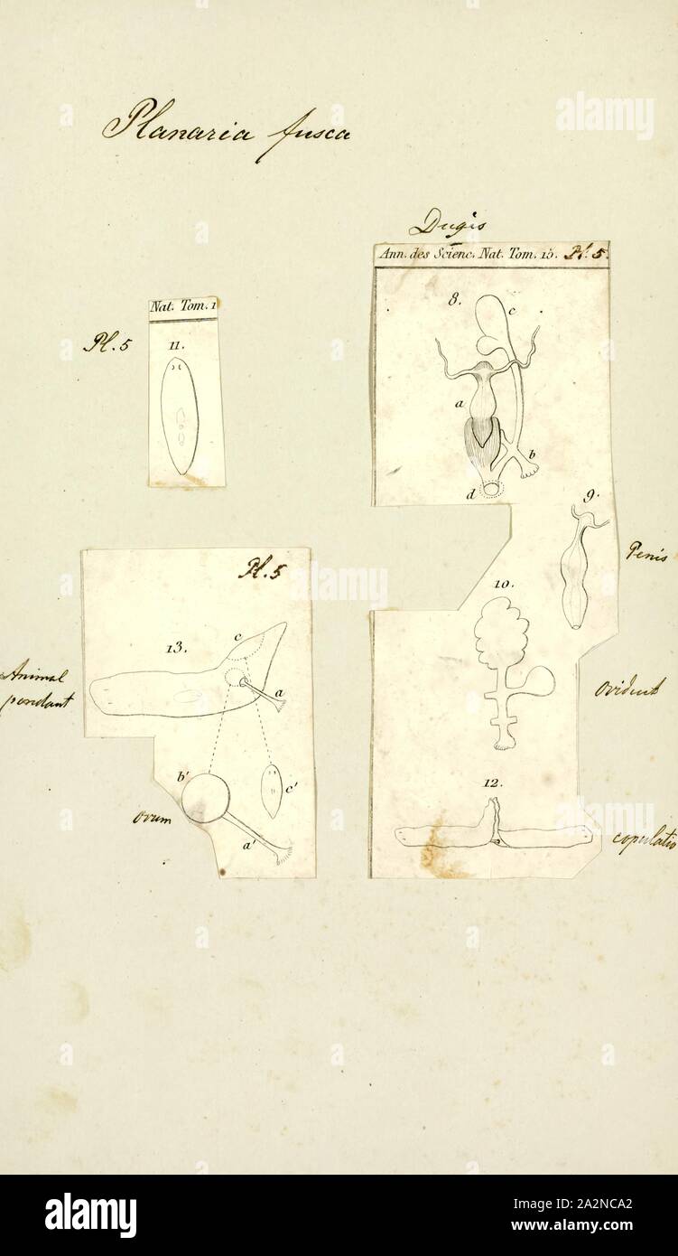 Planaria fusca hi-res stock photography and images - Alamy