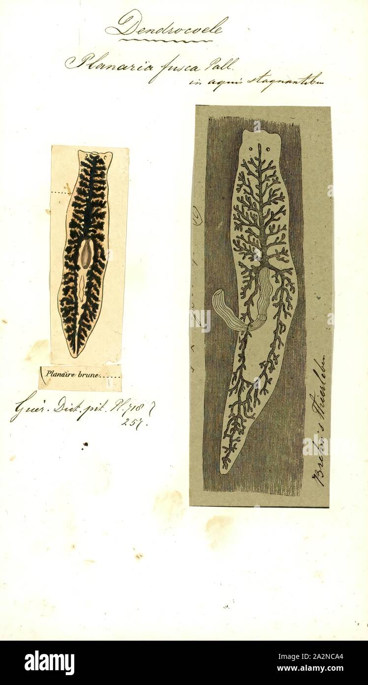 Planaria fusca hi-res stock photography and images - Alamy
