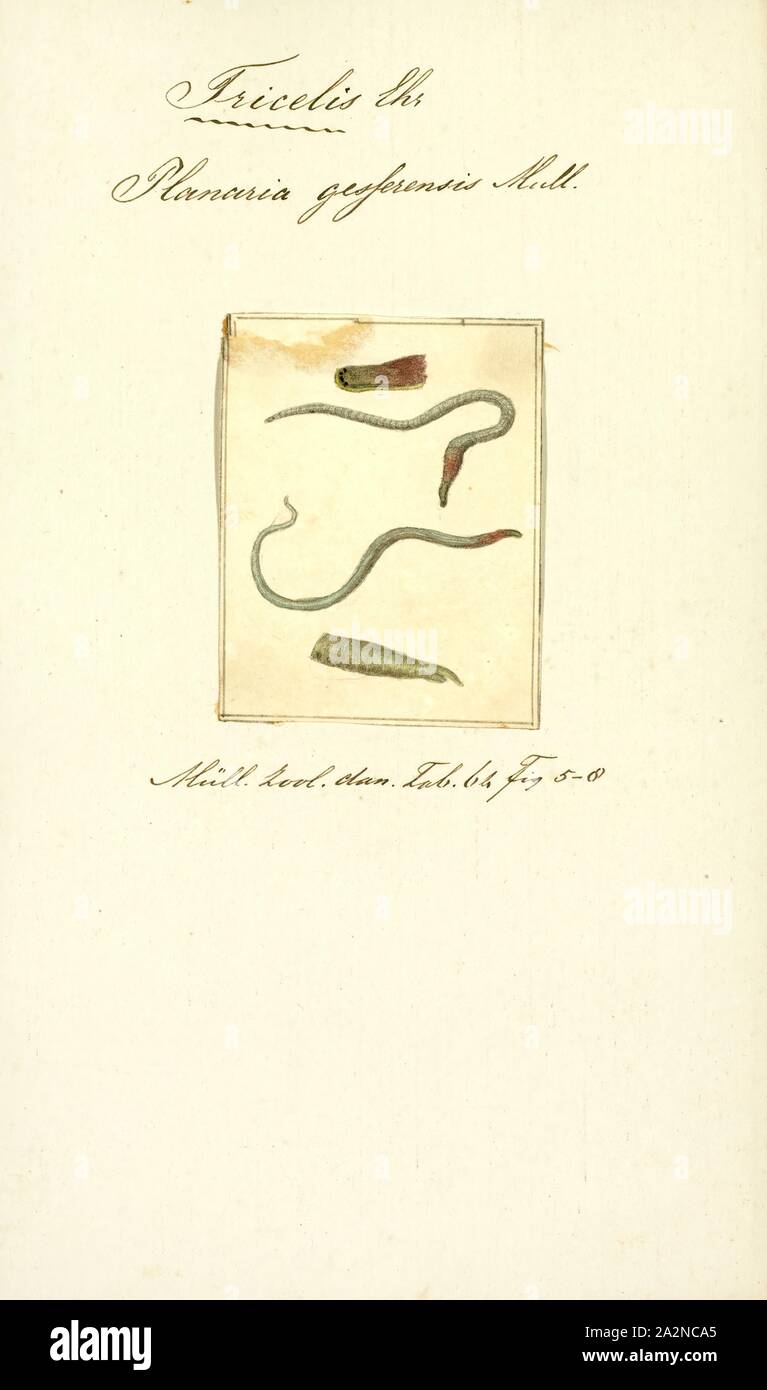 Planaria gesserensis hi-res stock photography and images - Alamy