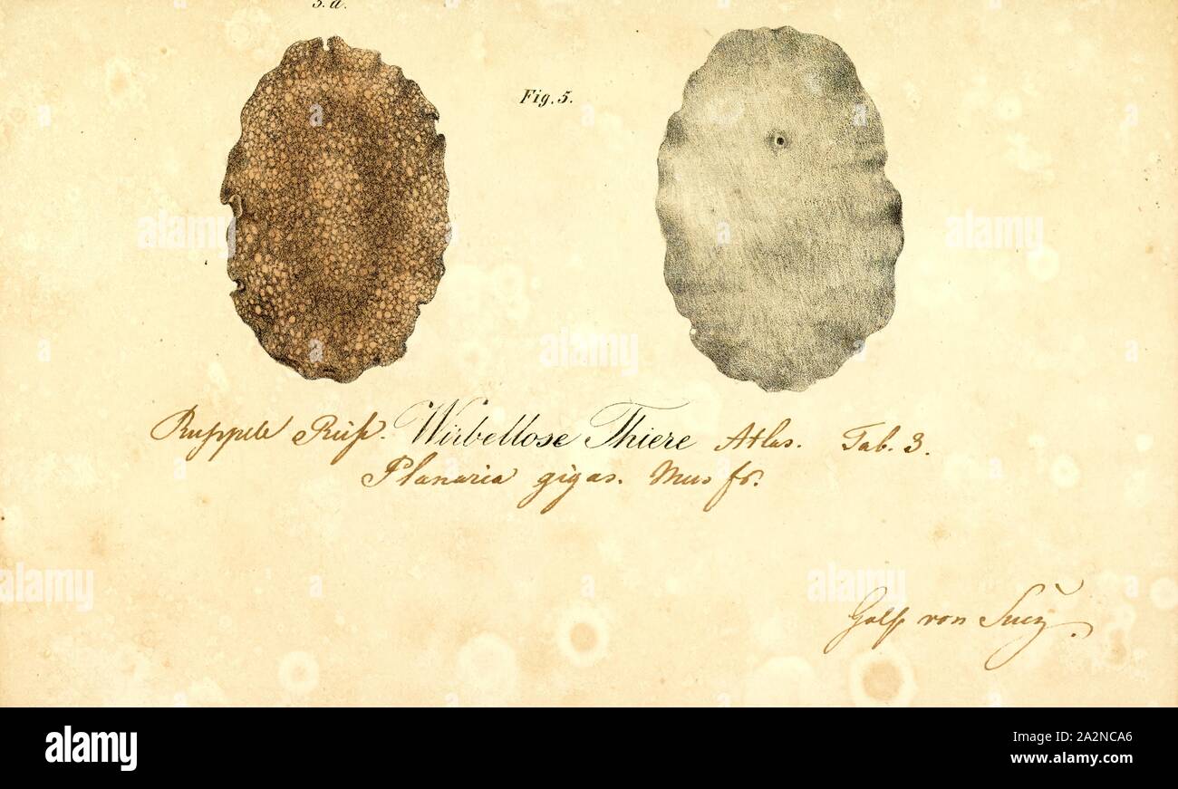 Planaria gigas hi-res stock photography and images - Alamy