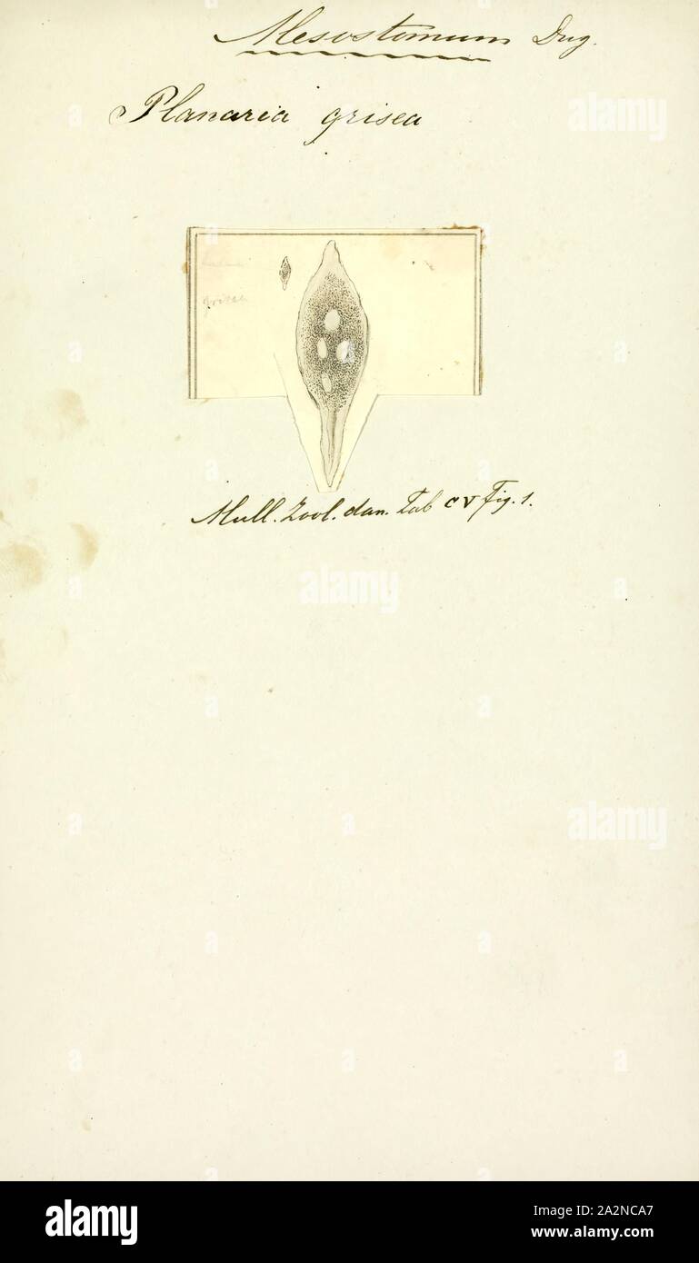 Planaria grisea hi-res stock photography and images - Alamy