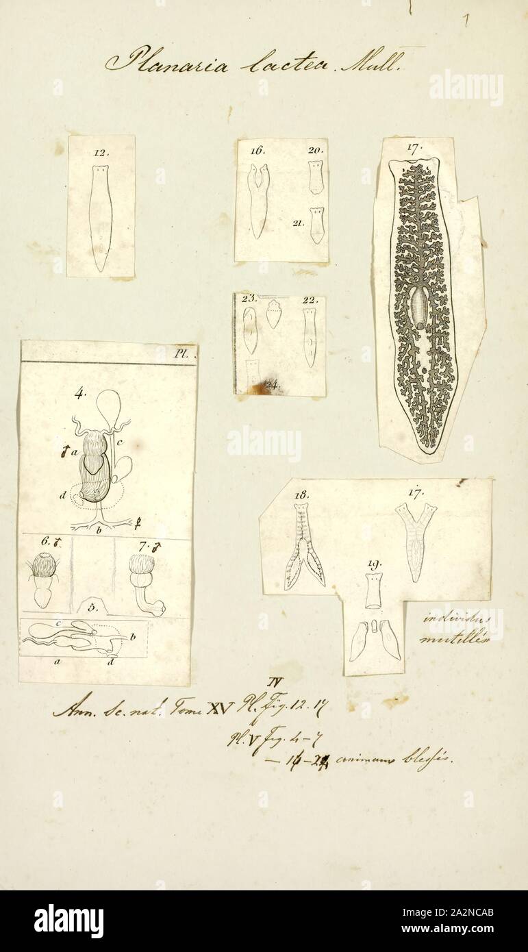 Planaria lactea hi-res stock photography and images - Alamy