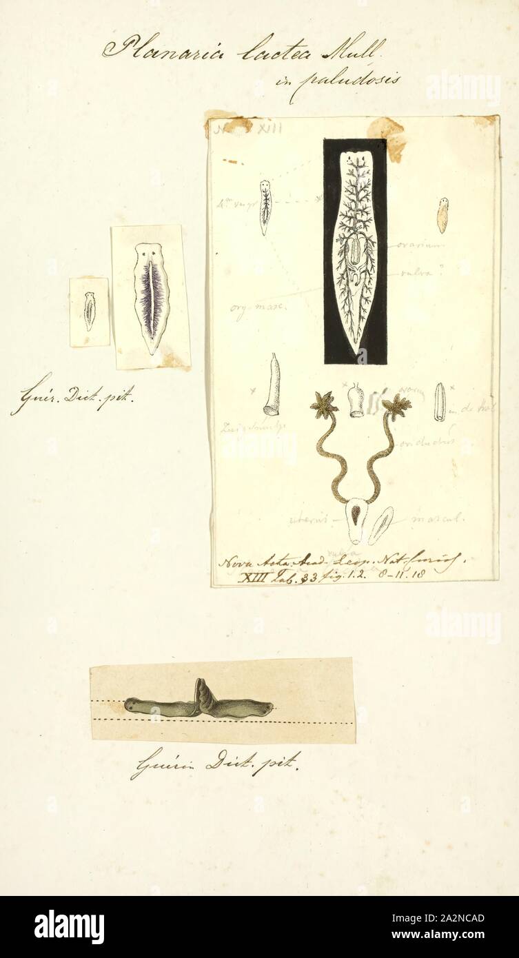 Planaria lactea, Print, Planaria is a genus of planarians in the family ...