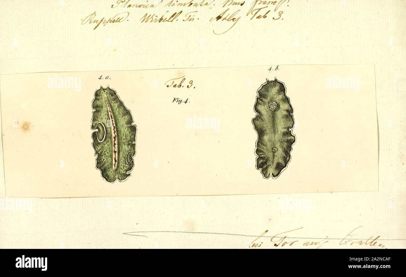 Planaria limbata hi-res stock photography and images - Alamy