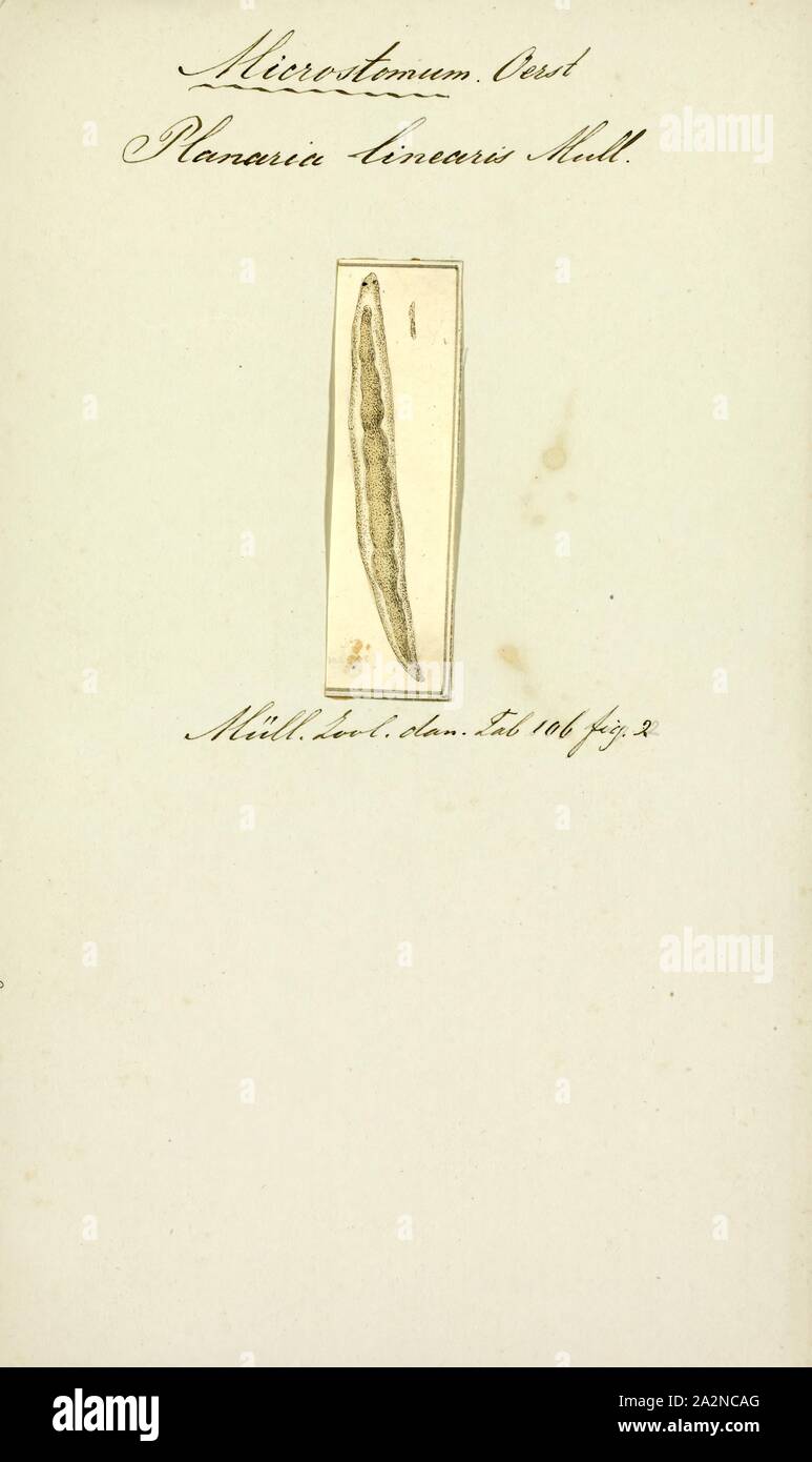 Planaria linearis hi-res stock photography and images - Alamy