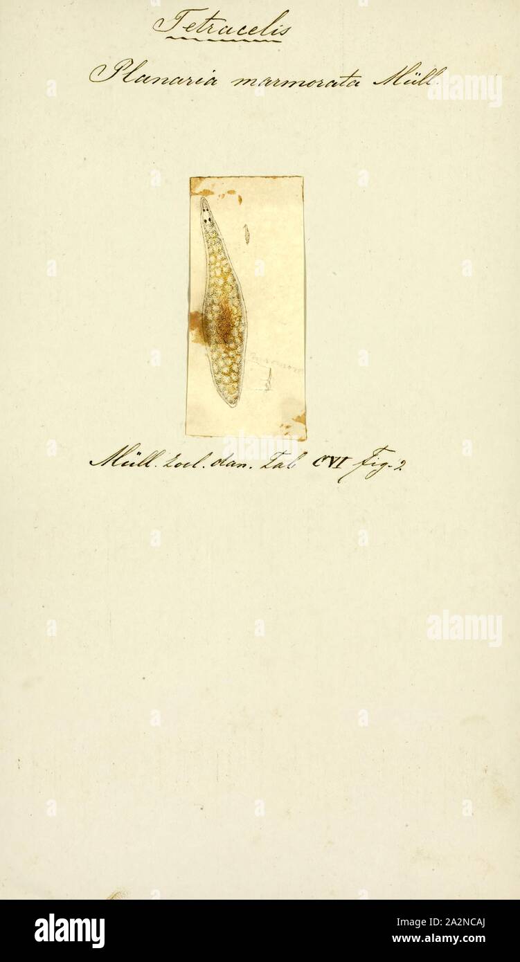 Planaria marmorata hi-res stock photography and images - Alamy