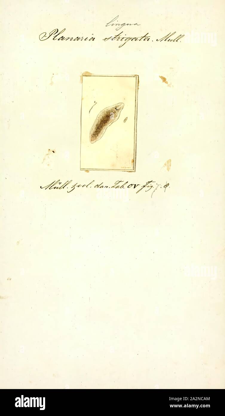 Planaria lingua hi-res stock photography and images - Alamy