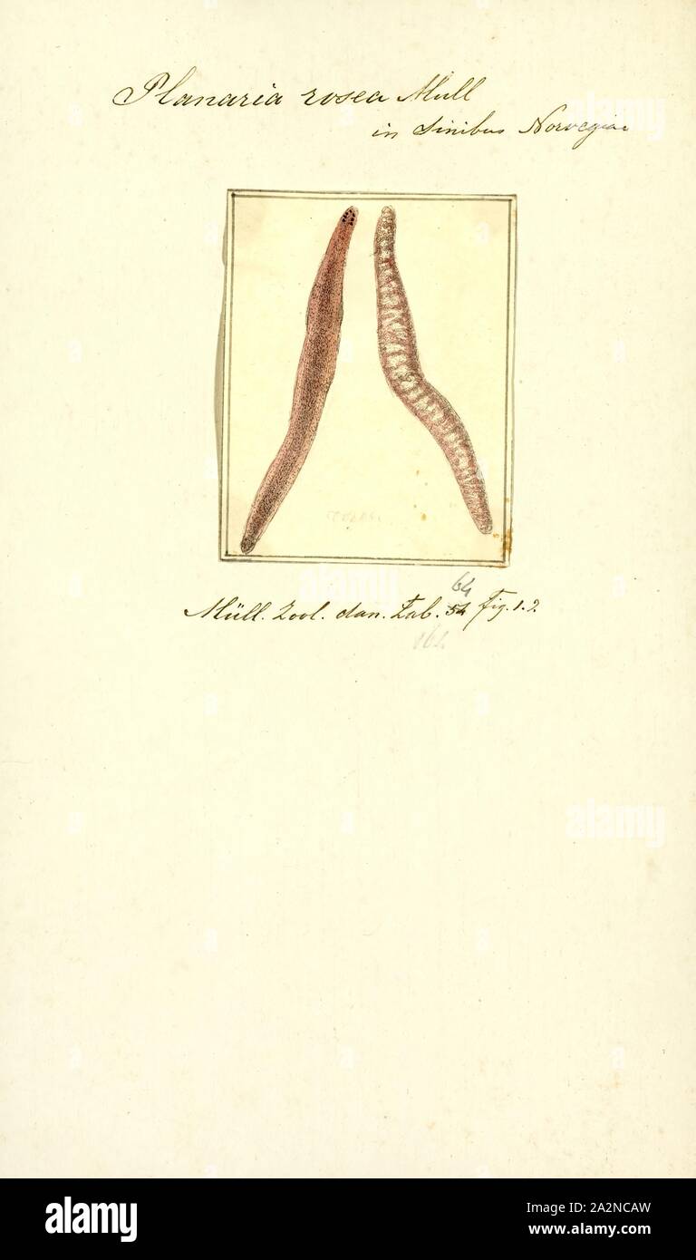 Planaria rosea hi-res stock photography and images - Alamy