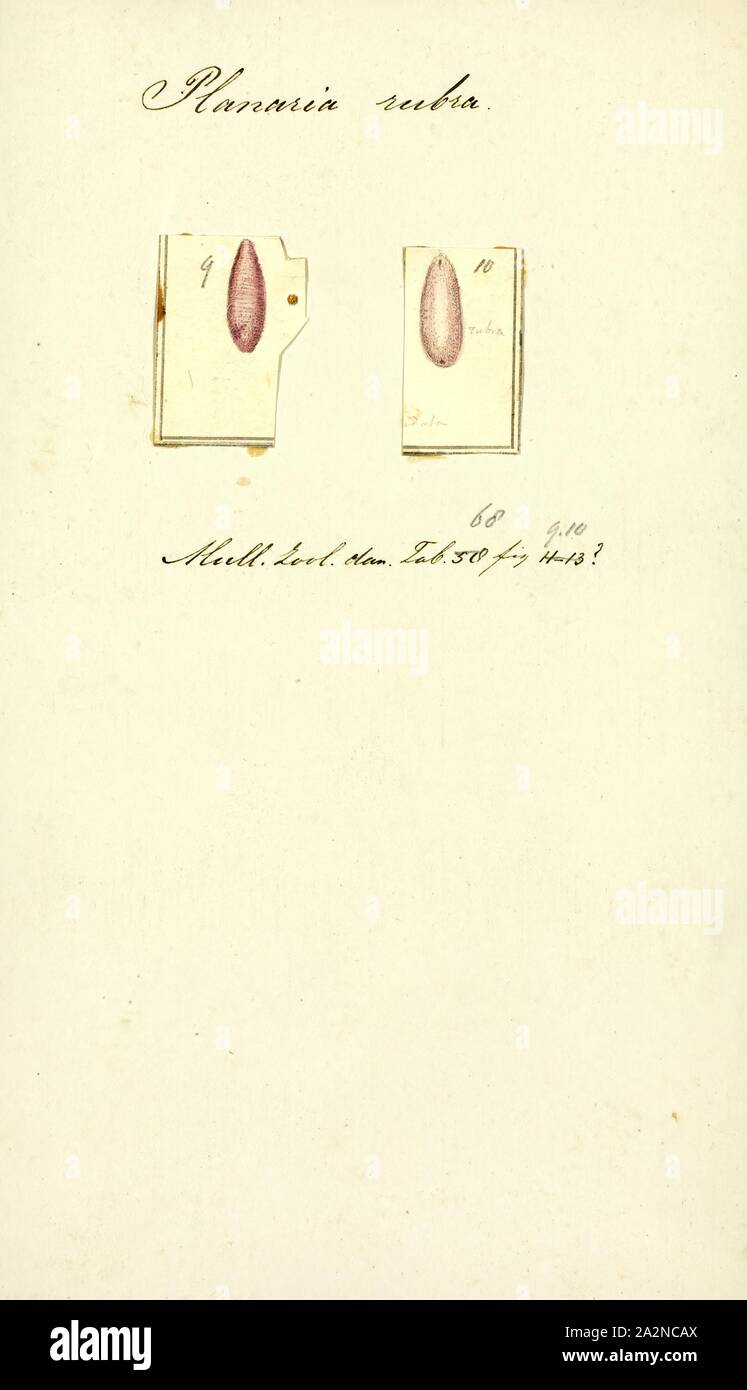 Planaria ruba hi-res stock photography and images - Alamy