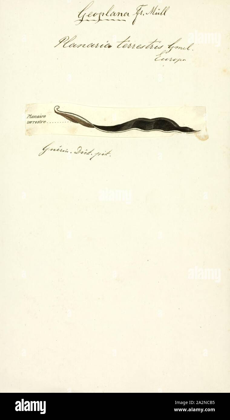 Planaria terrestris hi-res stock photography and images - Alamy