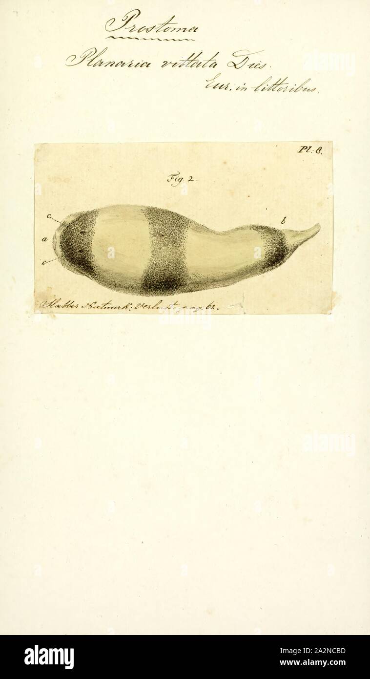 Planaria vittata hi-res stock photography and images - Alamy