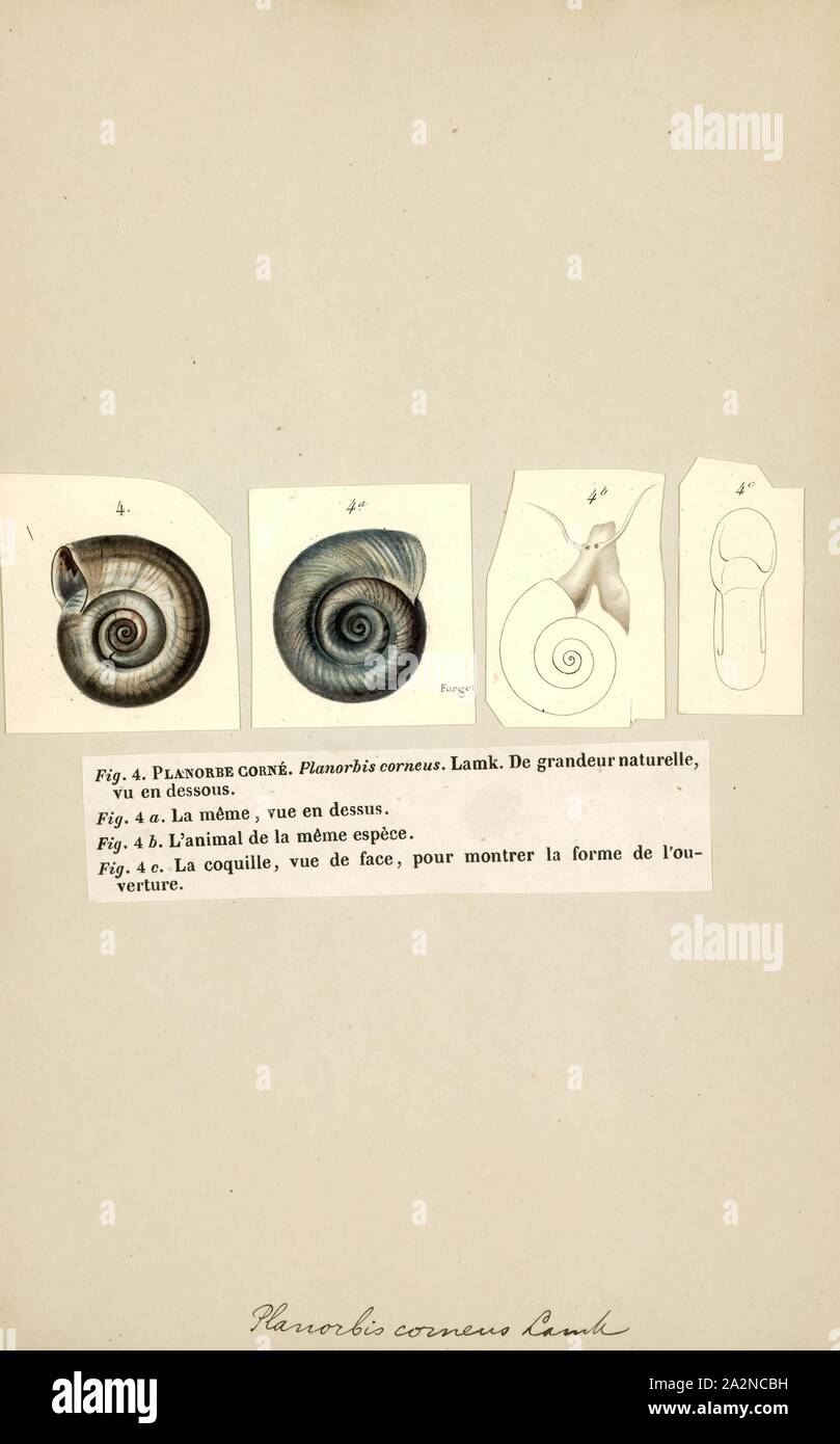 Left coiling hi-res stock photography and images - Alamy