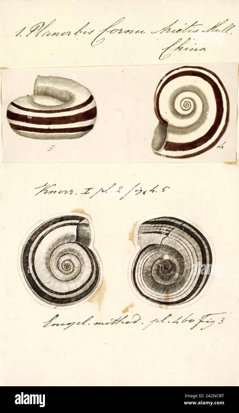 Planorbis cornu arietis hi-res stock photography and images - Alamy