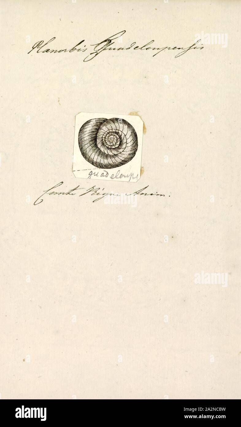 Planorbis guadeloupensis hi-res stock photography and images - Alamy