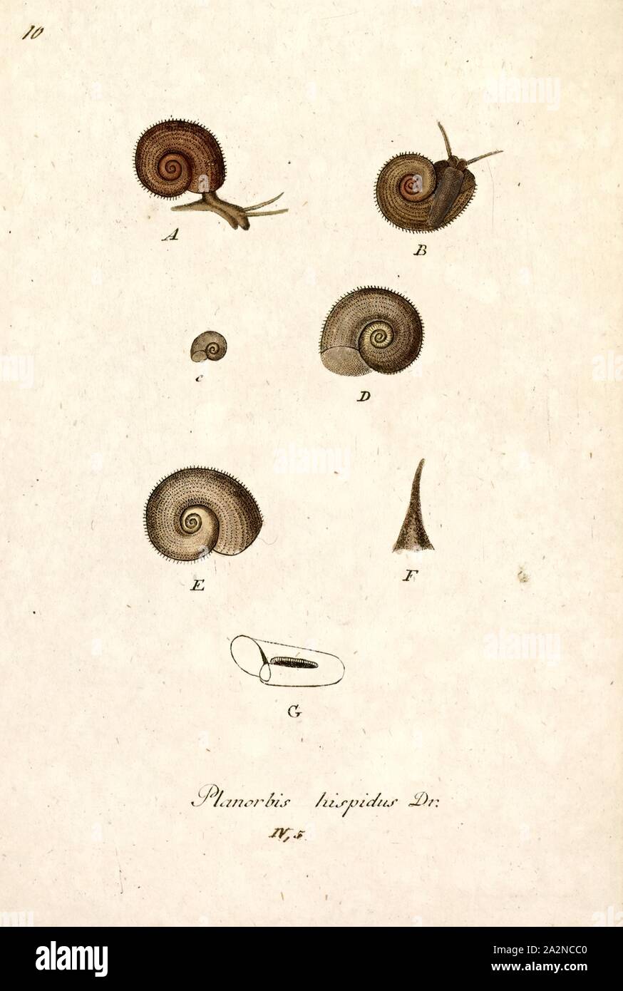 Planorbis hispidus, Print, Gyraulus albus, common name White Ramshorn ...