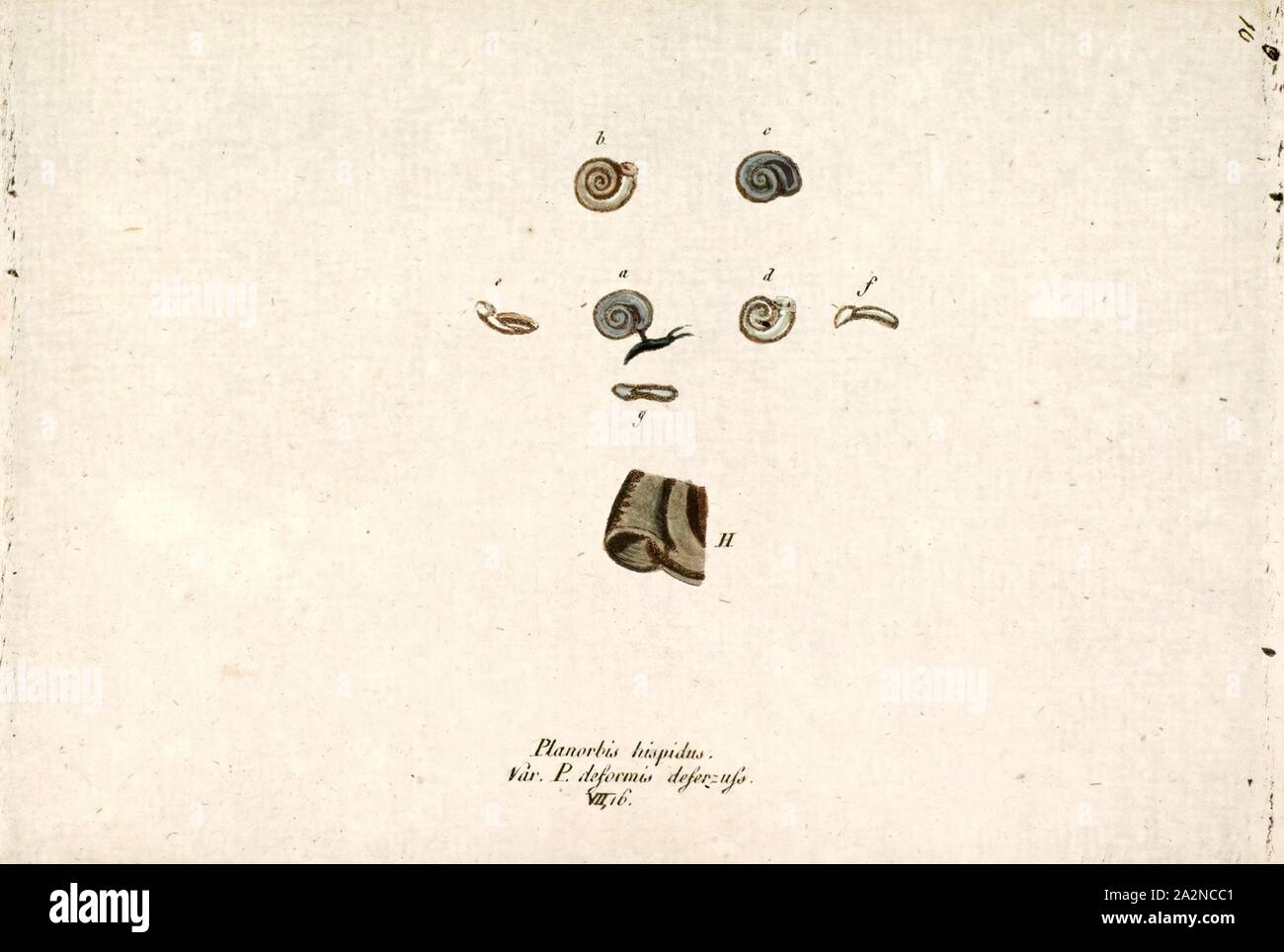 Planorbis hispidus, Print, Gyraulus albus, common name White Ramshorn ...