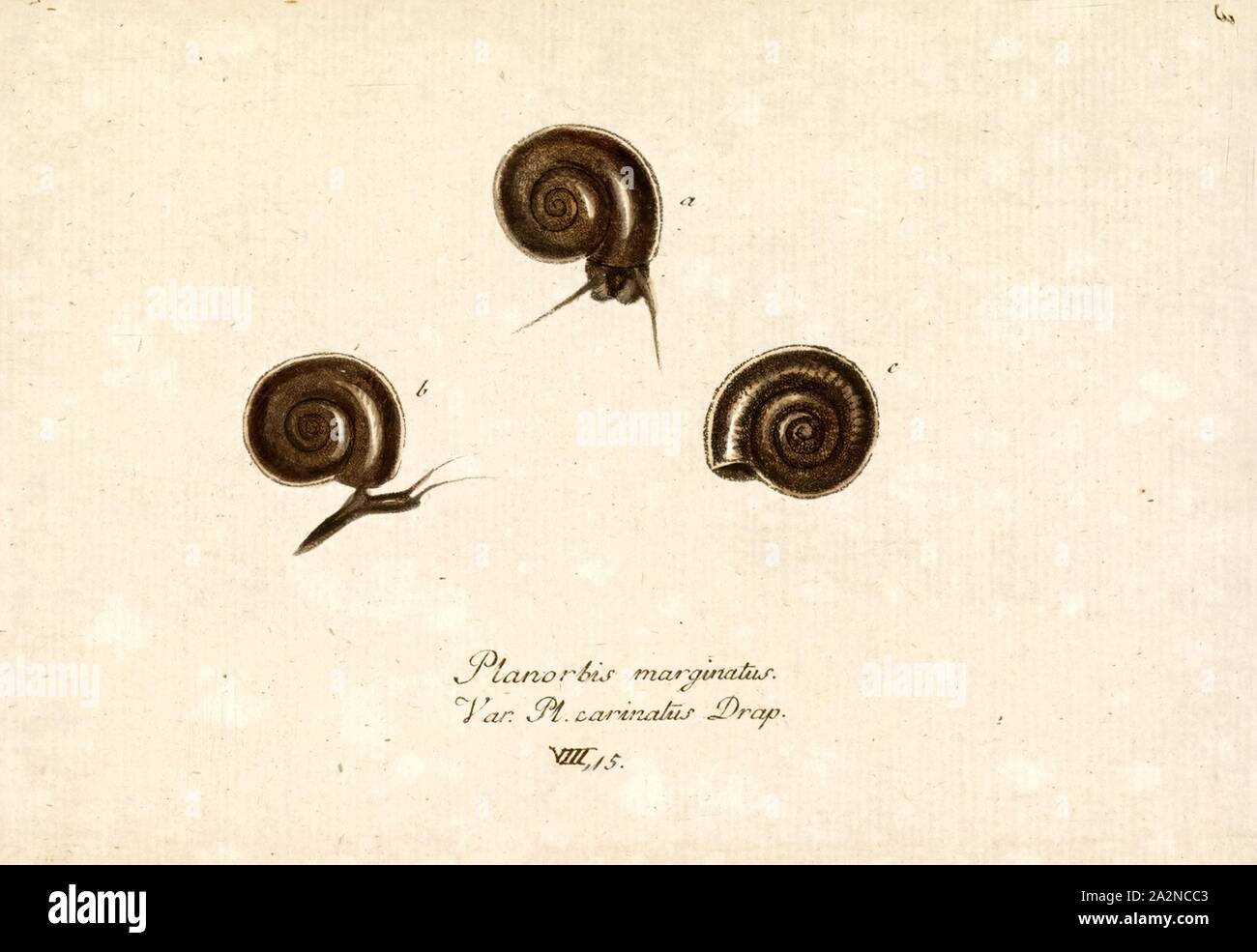 Planorbis marginatus, Print, Planorbis is a genus of air-breathing ...
