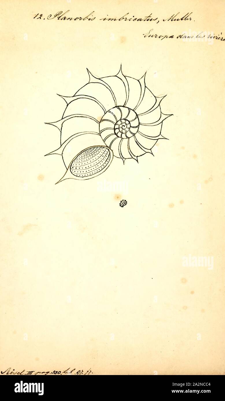 Planorbis imbricatus hi-res stock photography and images - Alamy