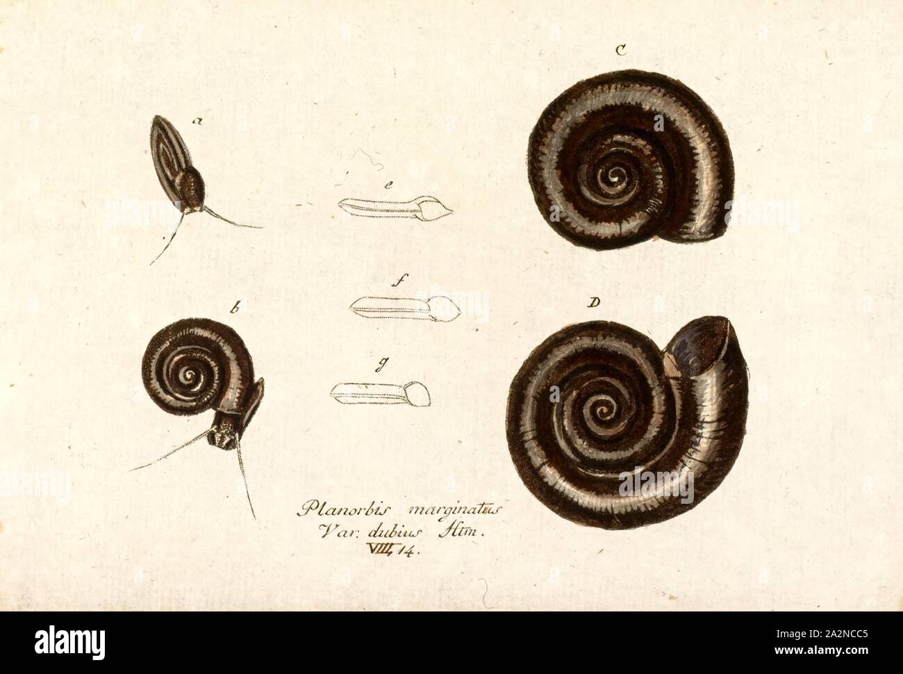 Planorbis marginatus hi-res stock photography and images - Alamy