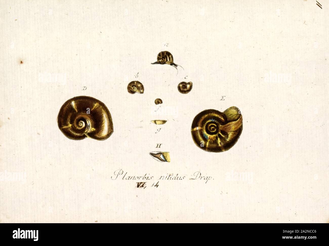 Planorbis nilidus hi-res stock photography and images - Alamy